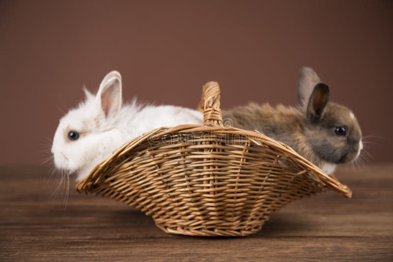Easter rabbit in a basket. stock image. Image of yellow - 142413169