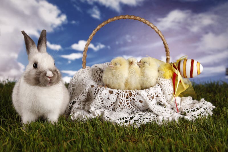 Easter, Rabbit, Chick, Nestling Stock Photo - Image of card, green ...