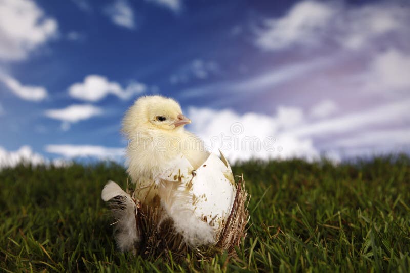 Easter, Rabbit, Chick, Nestling Stock Image - Image of bunnies, basket ...