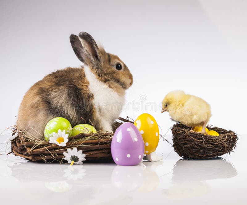 Easter, Rabbit, Chick, Shell Stock Image - Image of postcard, puppy ...