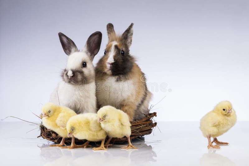 Easter, Rabbit, Chick, Shell Stock Photo - Image of nest, holiday: 38128052