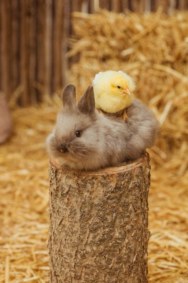 Easter rabbit and chicken stock photo. Image of holiday - 70009806