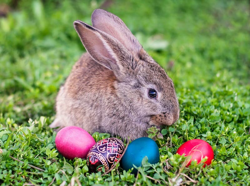 Easter Rabbit and Easter Eggs Stock Image - Image of domestic, eggs ...