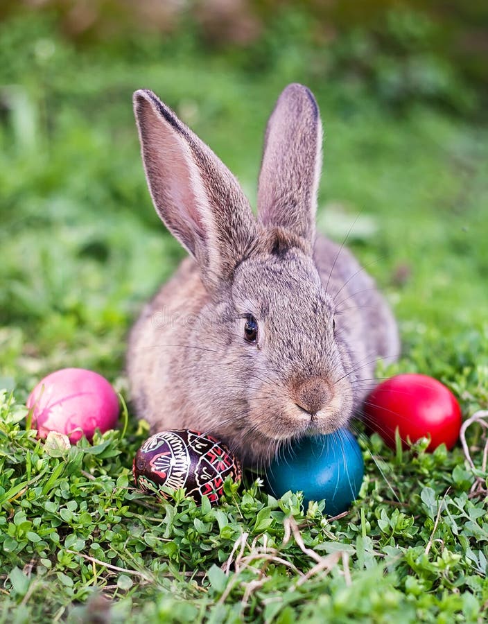 Easter Rabbit and Easter Eggs Stock Image - Image of domestic, eggs ...