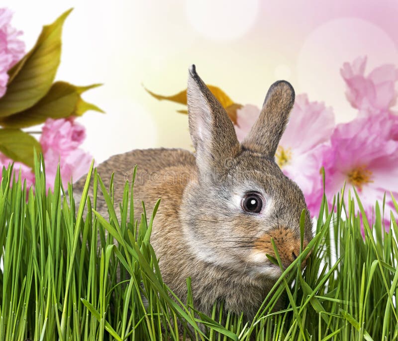 Easter rabbit eating grass stock photo. Image of beauty - 207543236