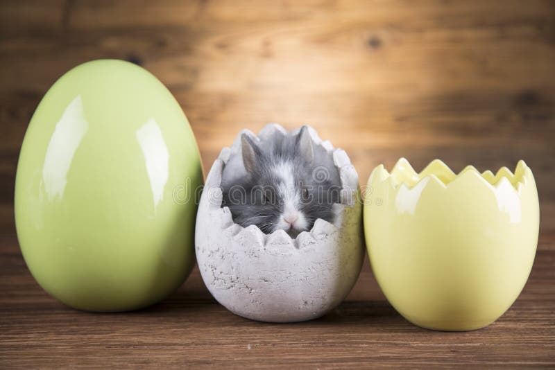 Easter Rabbit in Egg Shells Stock Photo - Image of rabbit, easter ...