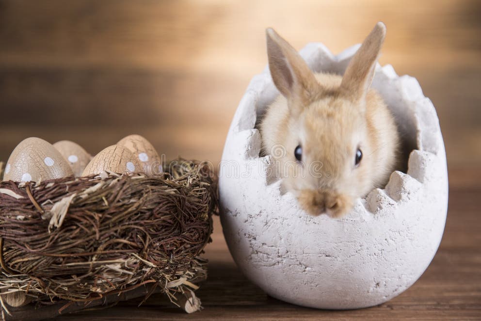Easter Rabbit in Egg Shells Stock Image - Image of yellow, rabbit ...