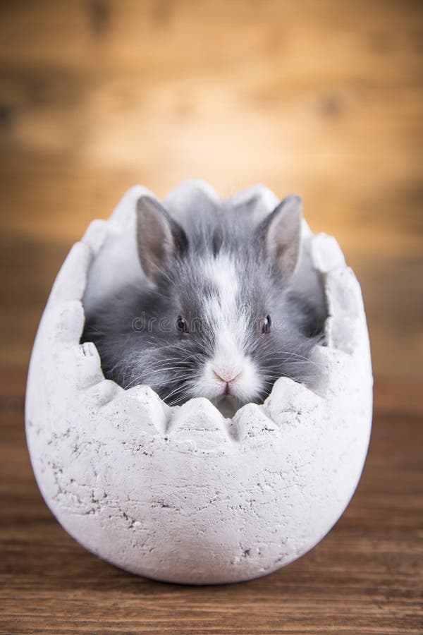 Easter Rabbit in a Shell of Eggs. Colorful Eggs. Green Grass, Flowers ...