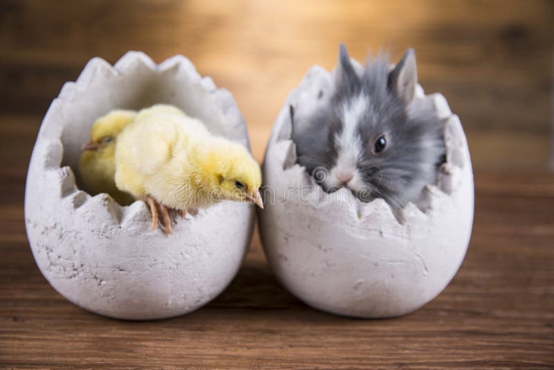 Easter Rabbit in Egg Shells. Stock Image - Image of eggshell, sunday ...