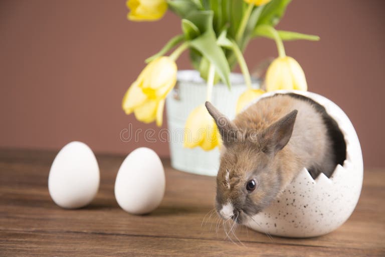 Easter Rabbit in the Shell of Eggs. Colorful Eggs. Yellow Tulips. Stock ...