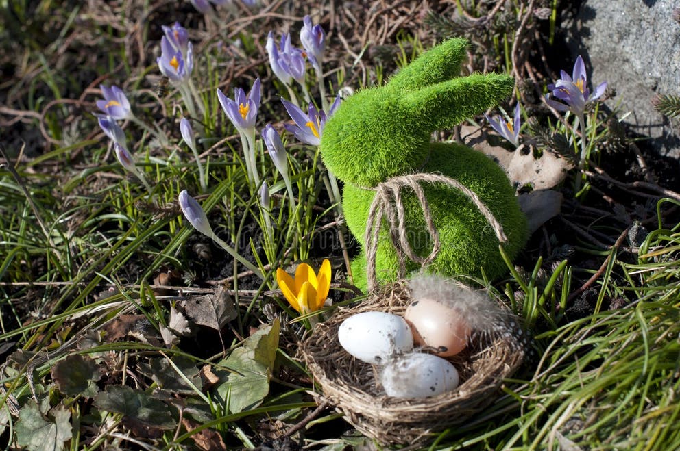 Easter Rabbit with Eggs and Crocus Stock Photo - Image of lawn, crocus ...
