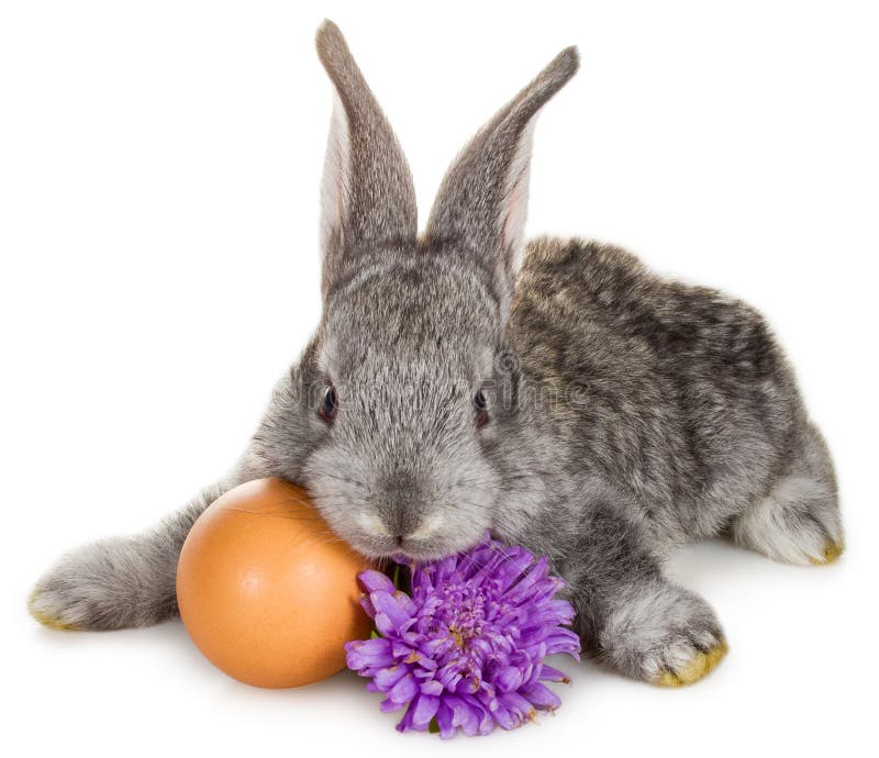 Bunny and aster flowers stock image. Image of rodent - 12978827