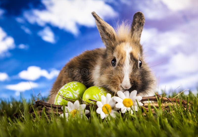 Easter rabbit stock photo. Image of basket, grass, holiday - 88097082