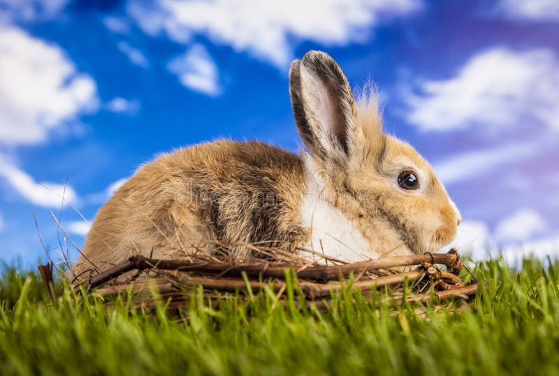 Easter rabbit stock image. Image of april, ears, chick - 88097173