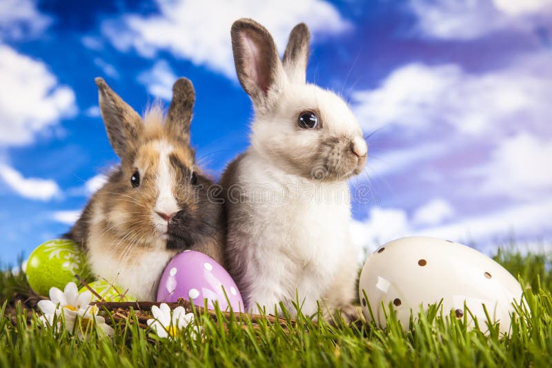 Easter rabbit stock image. Image of baby, bunny, grass - 88097347