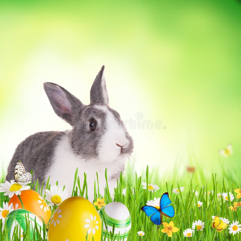 Easter rabbit in grass stock photo. Image of rabbit, festive - 37289636