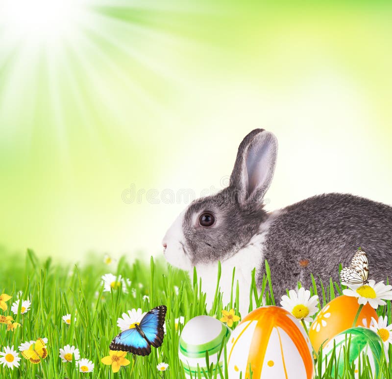 Easter rabbit in grass stock photo. Image of rabbit, festive - 37289636