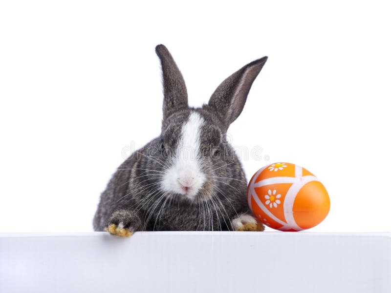 Fancy Rabbit and Easter Eggs Stock Image - Image of sitting, sweet ...