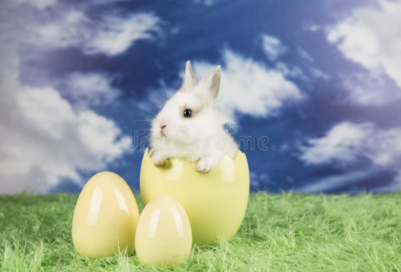 Easter Rabbit in a Shell of Eggs. Colorful Eggs. Green Grass, Flowers ...