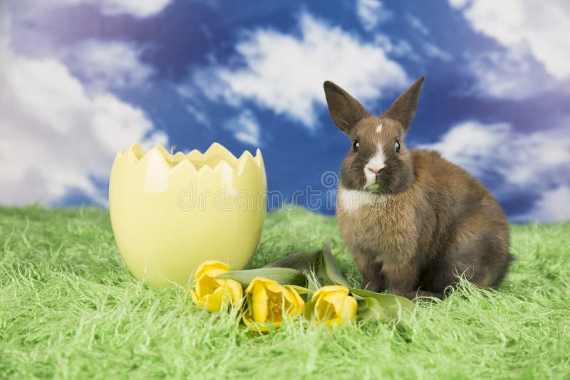 Easter Rabbit in a Shell of Eggs. Colorful Eggs. Green Grass, Flowers ...