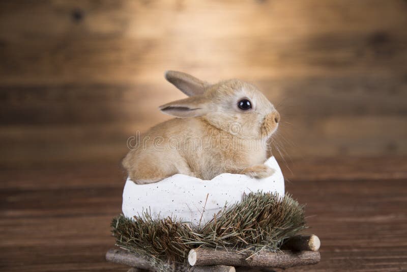 Easter Rabbit in a Shell of Eggs Stock Image - Image of gossip, yellow ...