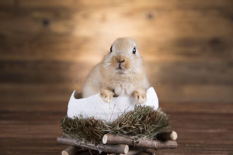 Easter Rabbit in a Shell of Eggs Stock Image - Image of resurrection ...