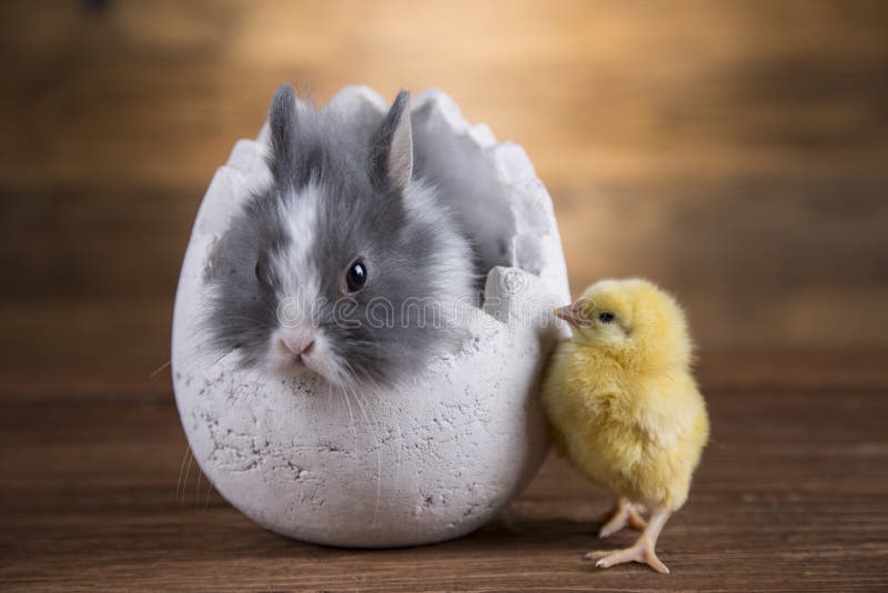 Easter Rabbit in the Shell of Eggs. Colorful Eggs. Yellow Tulips. Stock ...