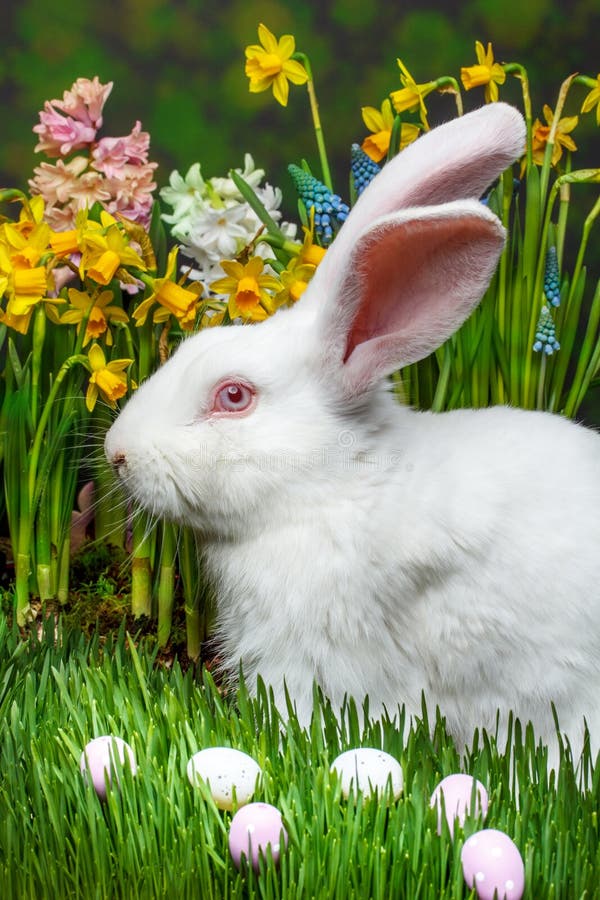Easter rabbit stock image. Image of season, easter, flower - 38643433