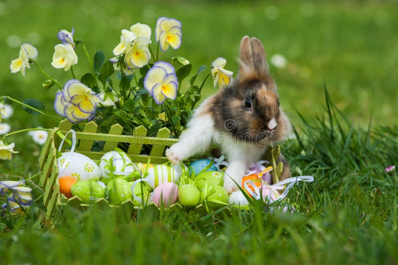 Easter rabbit stock photo. Image of nature, springtime - 40289806