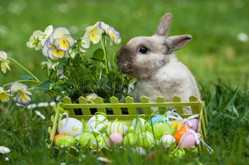 Easter rabbit stock photo. Image of nature, springtime - 40289806