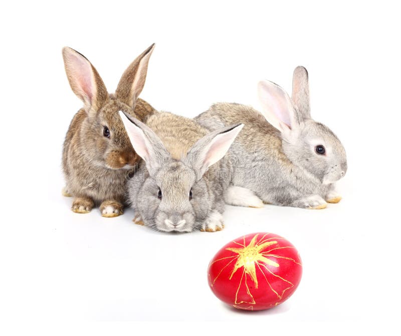 Easter rabbits stock image. Image of observing, nosing - 13069285