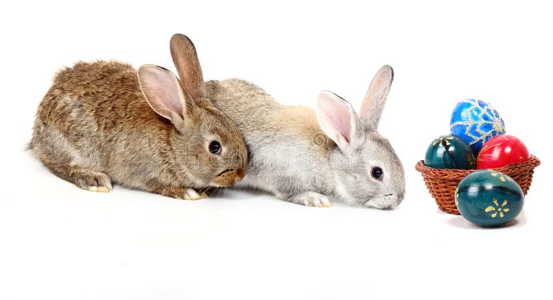 Easter rabbits stock image. Image of observing, nosing - 13069285
