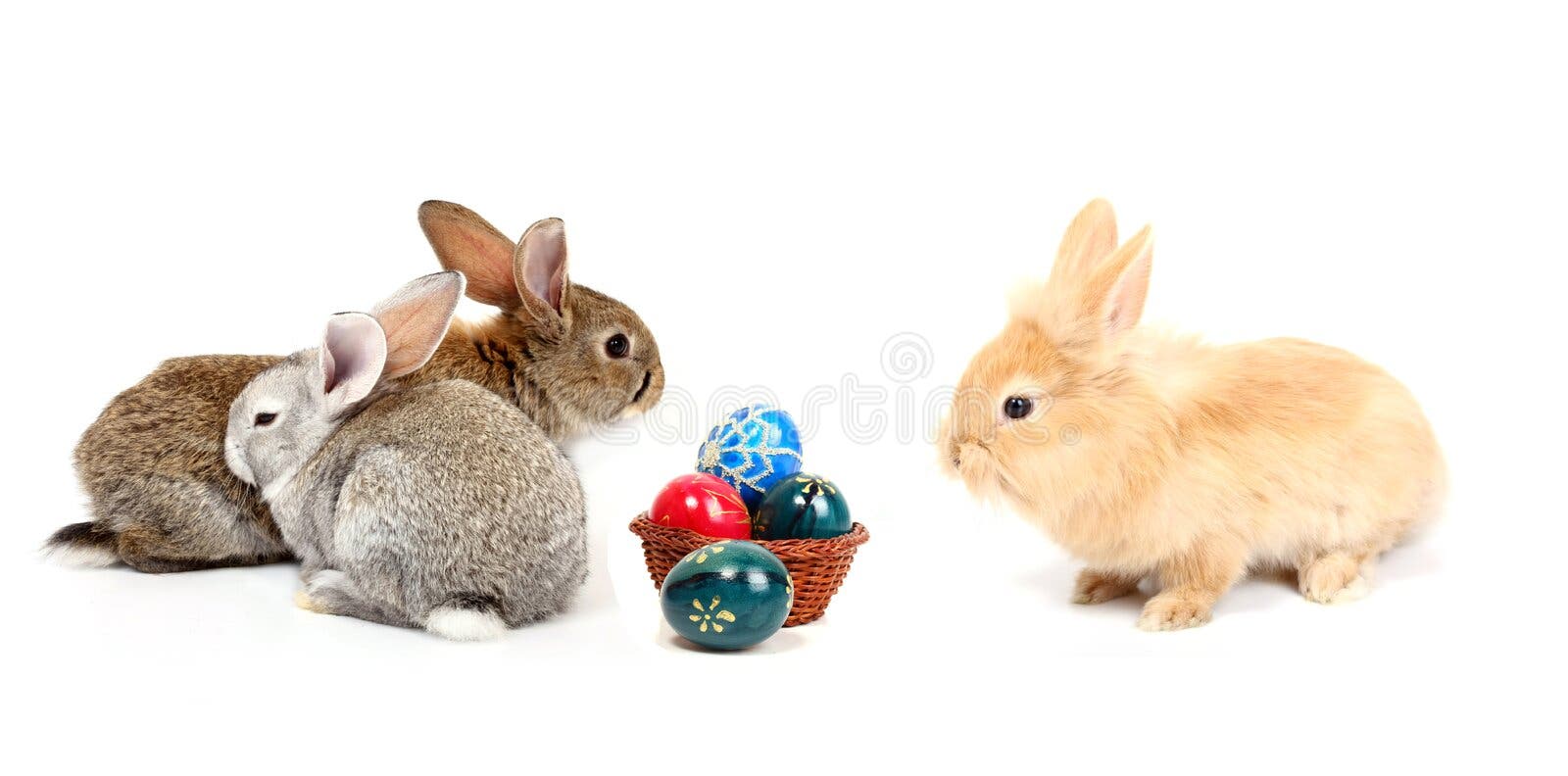 Easter Rat stock photo. Image of vermin, rabbit, furry - 13086188