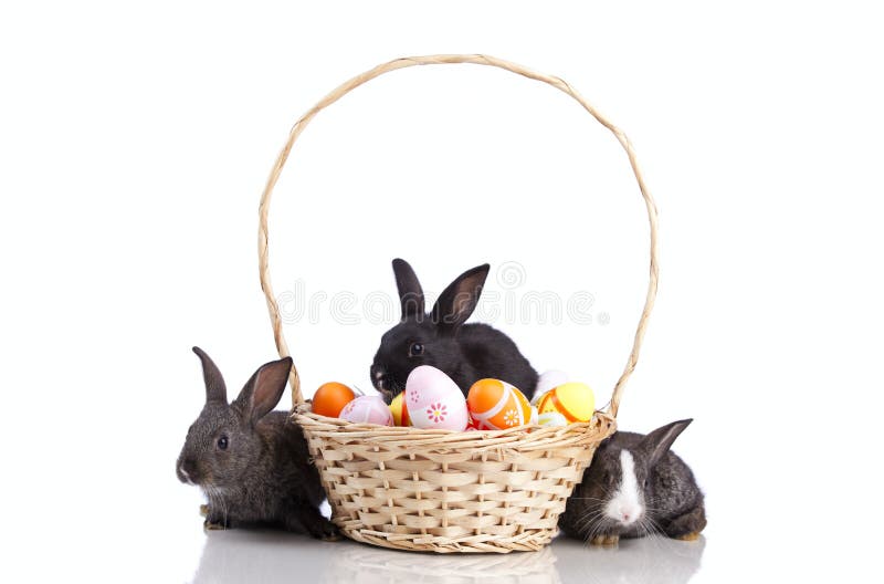 Easter Rabbits stock image. Image of inside, concept - 19050143