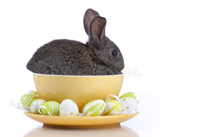 Easter Rabbits stock photo. Image of celebration, pets - 19104924