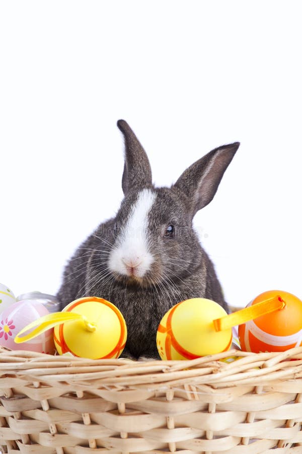 Easter Bunny and Easter Eggs Stock Photo - Image of farm, colorful ...