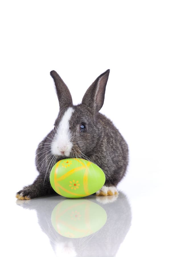 Easter Rat stock photo. Image of vermin, rabbit, furry - 13086188