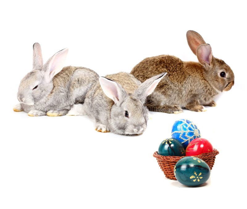 Easter rabbits stock image. Image of observing, nosing - 13069285