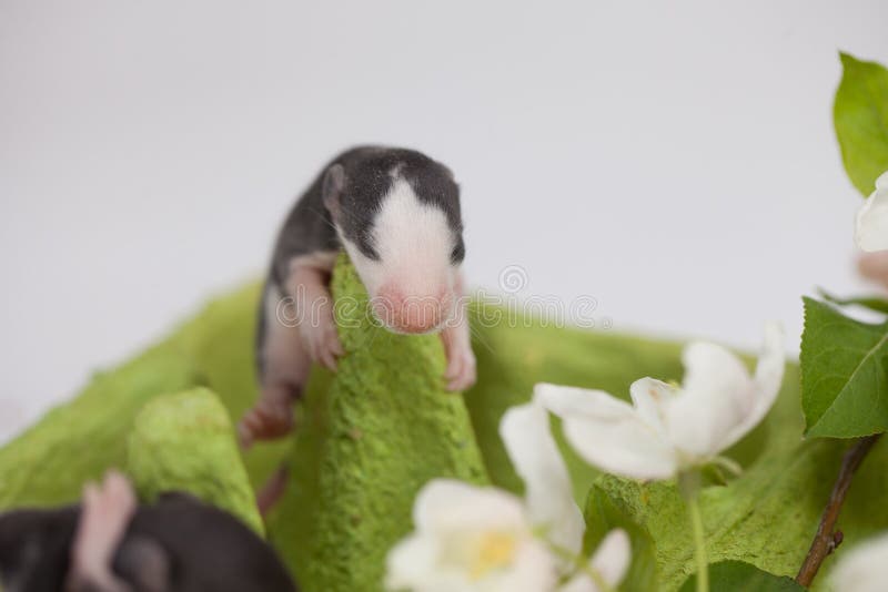 Easter Rats. Cute Newborn Character for 2020 Stock Photo - Image of ...