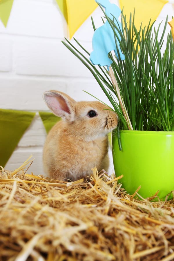 Easter red rabbit stock photo. Image of bouquet, bunny - 52072088