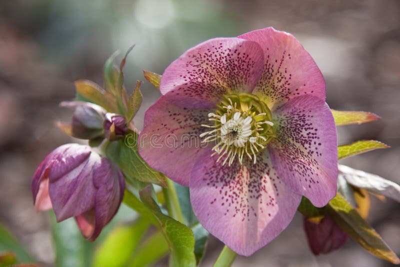 Easter Rose stock image. Image of bloom, leaf, leaves - 13492677