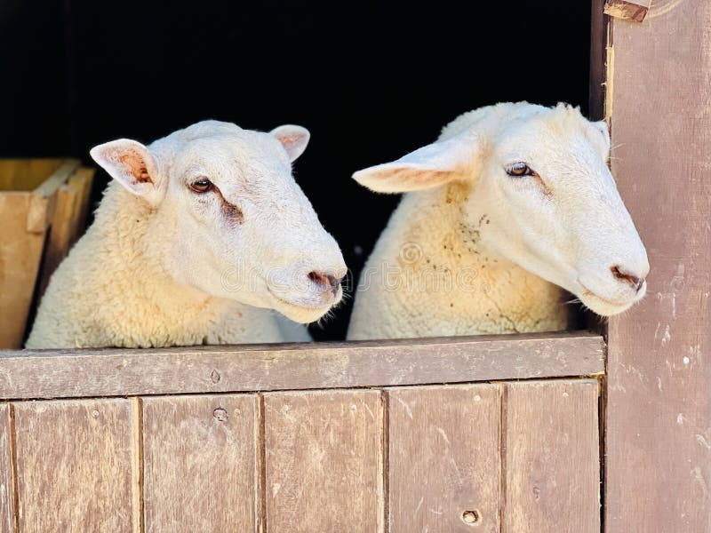 Easter Sheep Twins Barn Stock Photos - Free & Royalty-Free Stock Photos ...