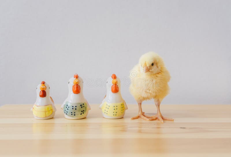 Easter Small Chicken and Toy Chicks is on Table Stock Photo - Image of ...