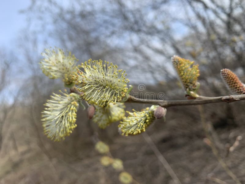 Blooming Willow is a Harbinger of Spring. Stock Image - Image of ...