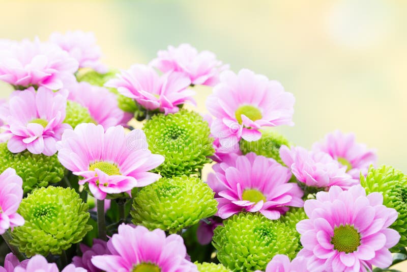 Easter, Spring Flowers Background. More Flowers. Stock Photo - Image of ...