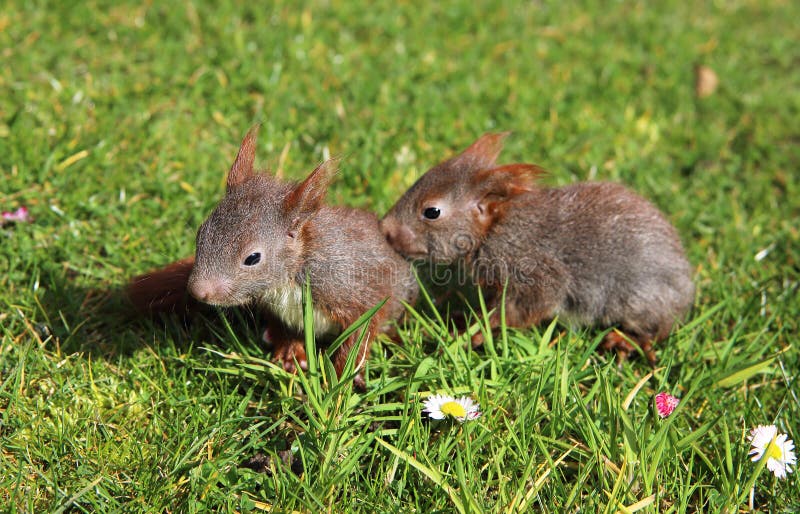 Easter Squirrel stock image. Image of playing, leaves - 79355123