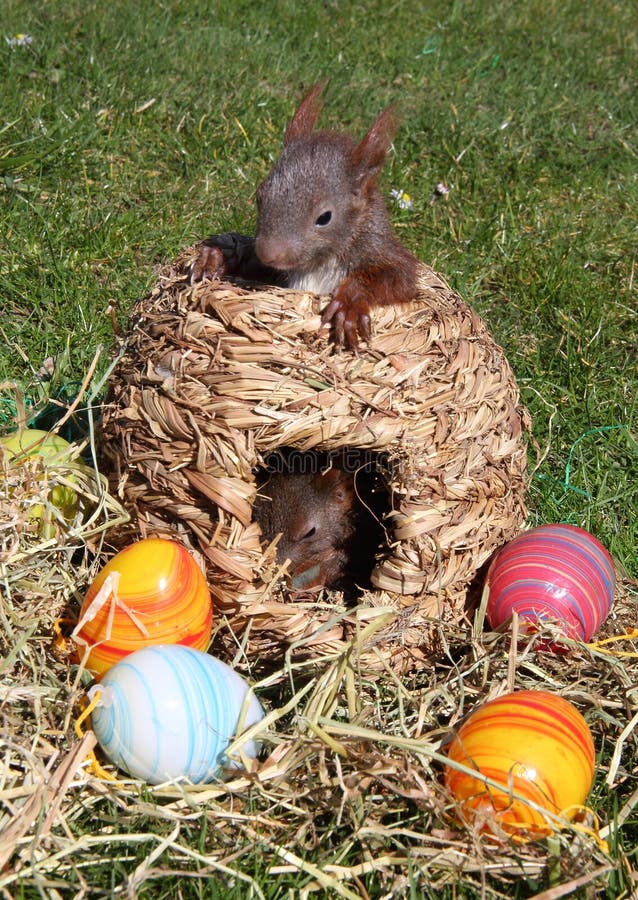 Easter Squirrel stock photo. Image of baby, sweet, playing - 79357136