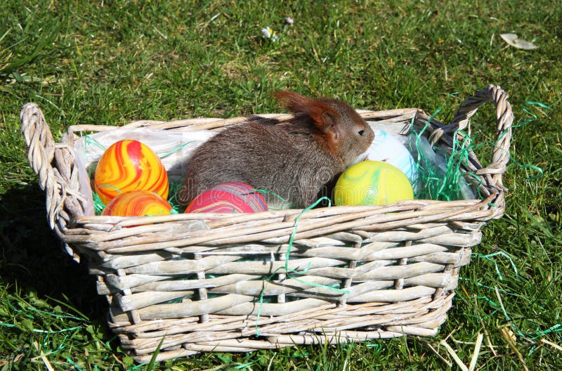 Easter Squirrel stock image. Image of squirrels, dark - 79358067