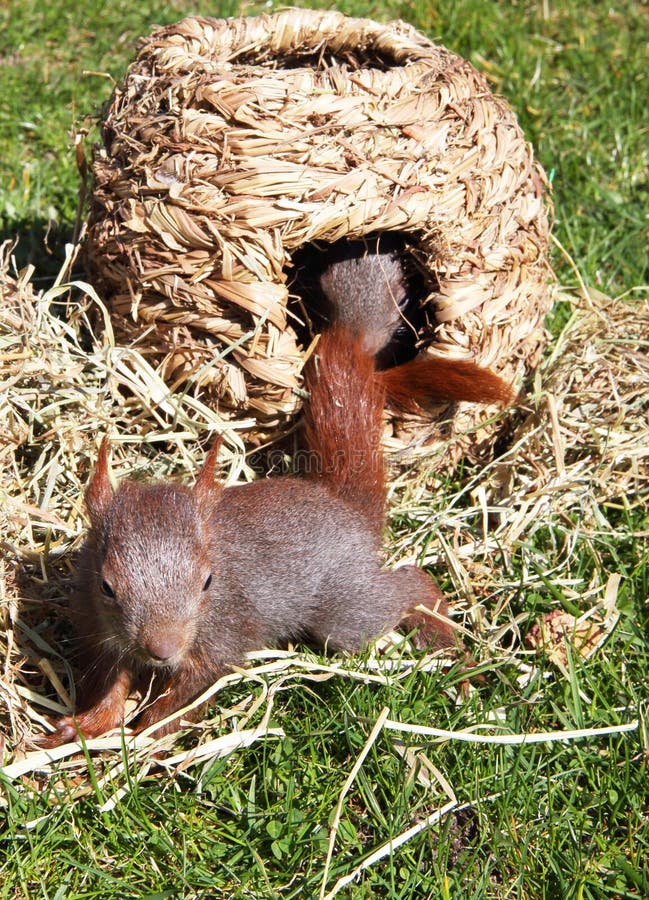 Easter Squirrel stock image. Image of tree, eating, dark - 79360067