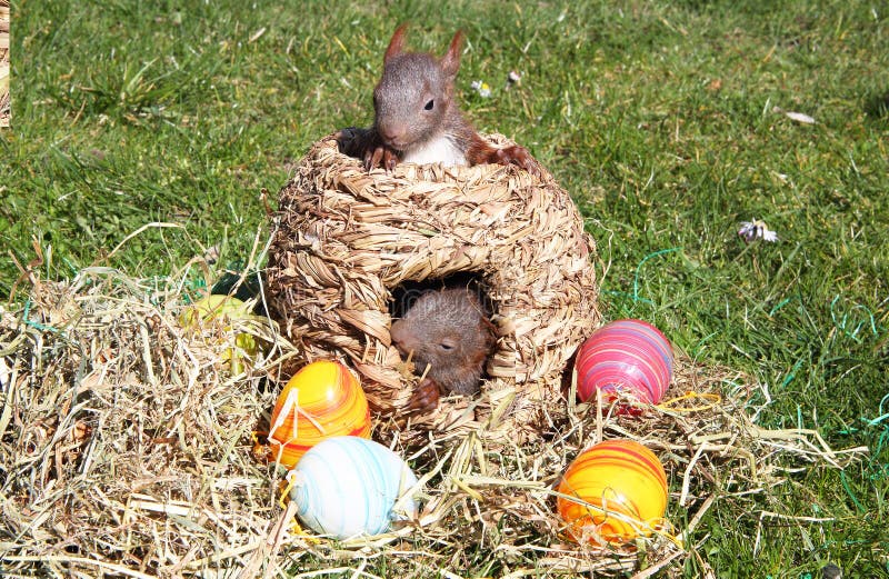 Easter Squirrel stock image. Image of flowers, europe - 79362621